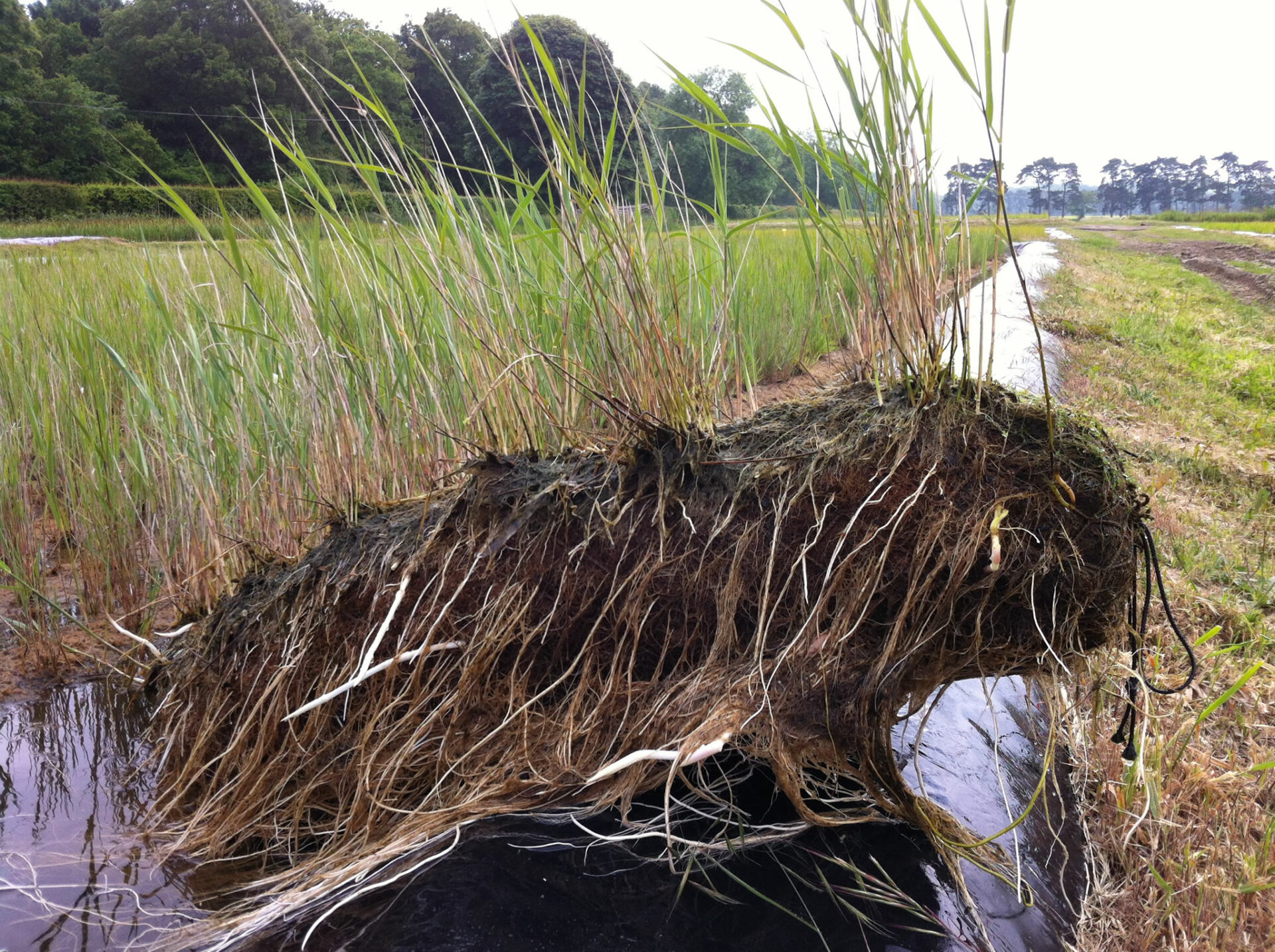 Pre-established Coir Rolls | Salix