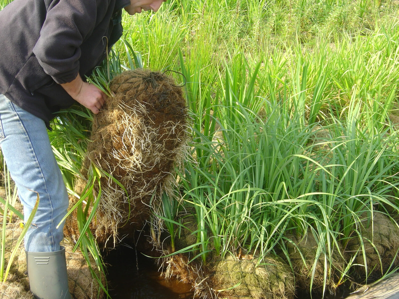 Pre-established Coir Rolls | Salix