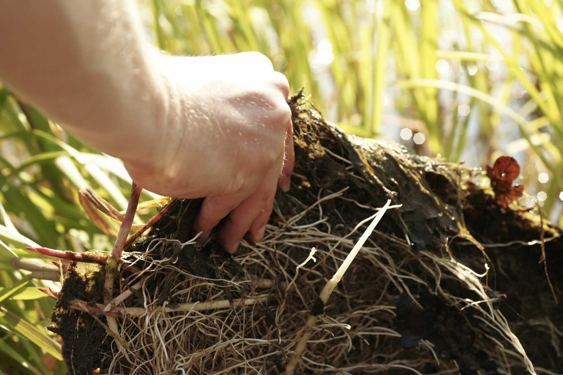 Pre-established Coir Pallets | Salix
