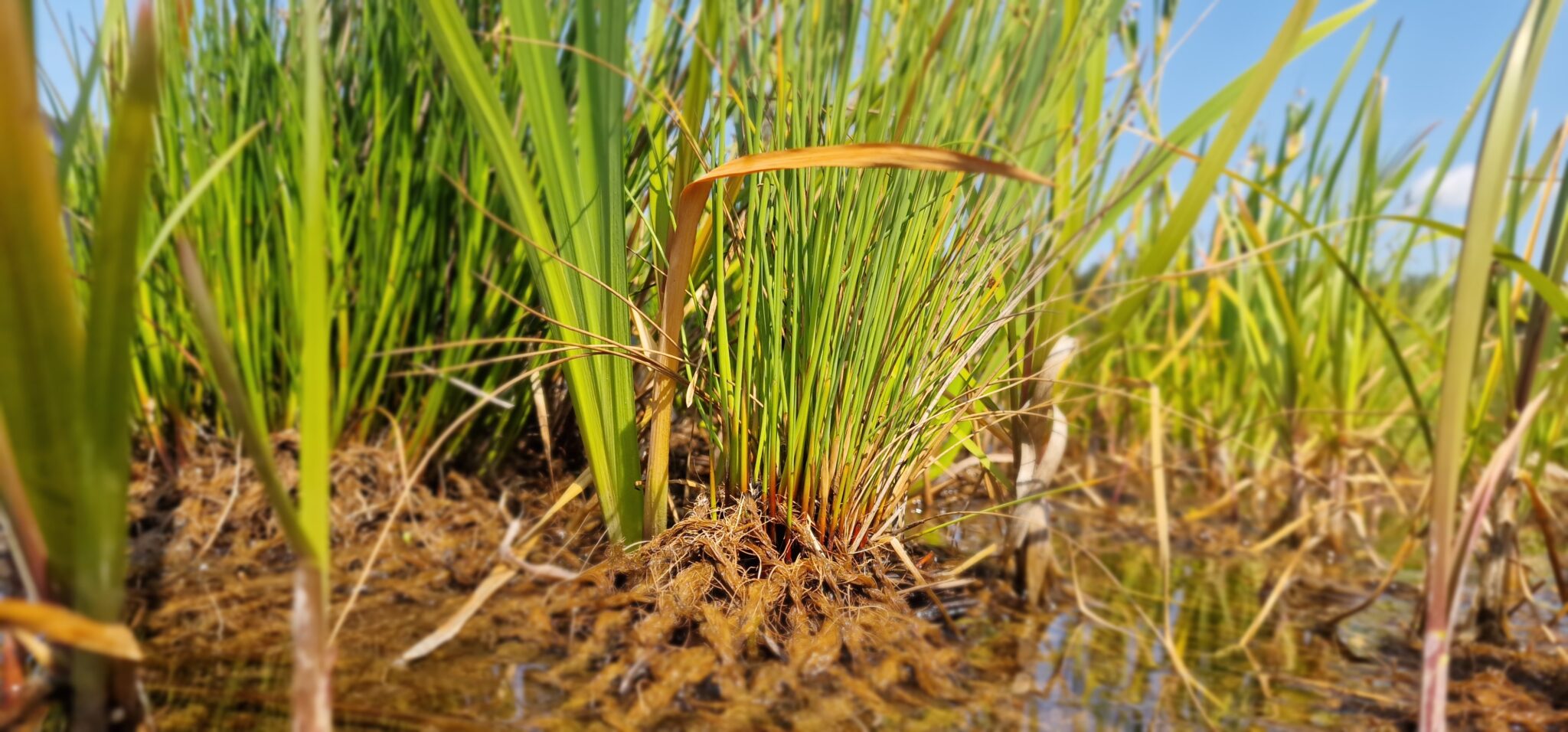 Wetland Plants | Salix