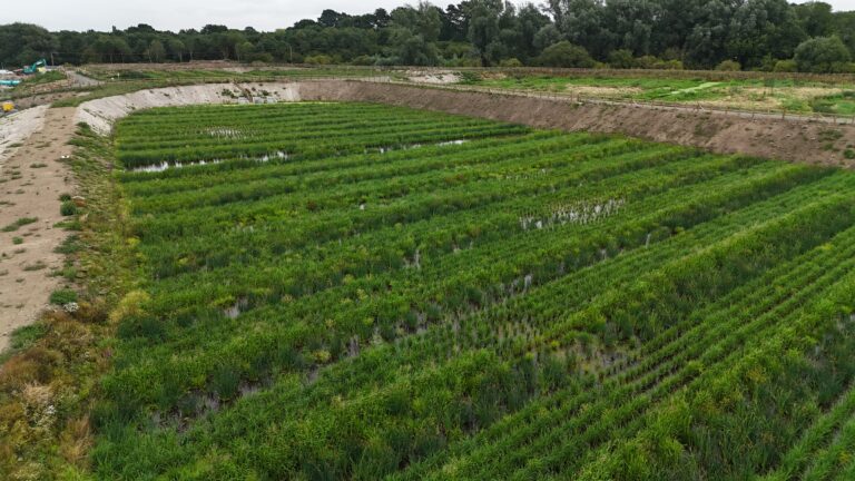 Wetland Plants | Salix